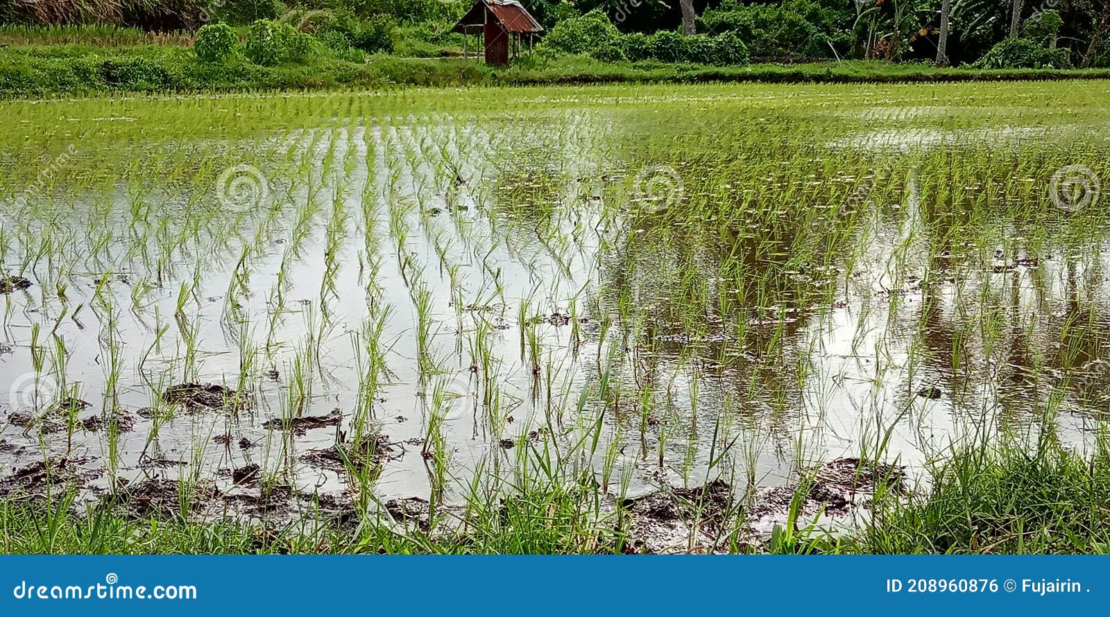 View of Rice Fields with Freshly Planted Rice when the Weather is ...