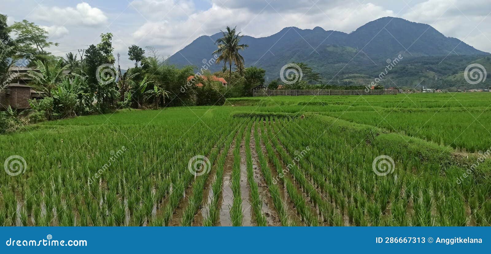 View of the Rice Fields of Garut City Stock Image - Image of nature ...
