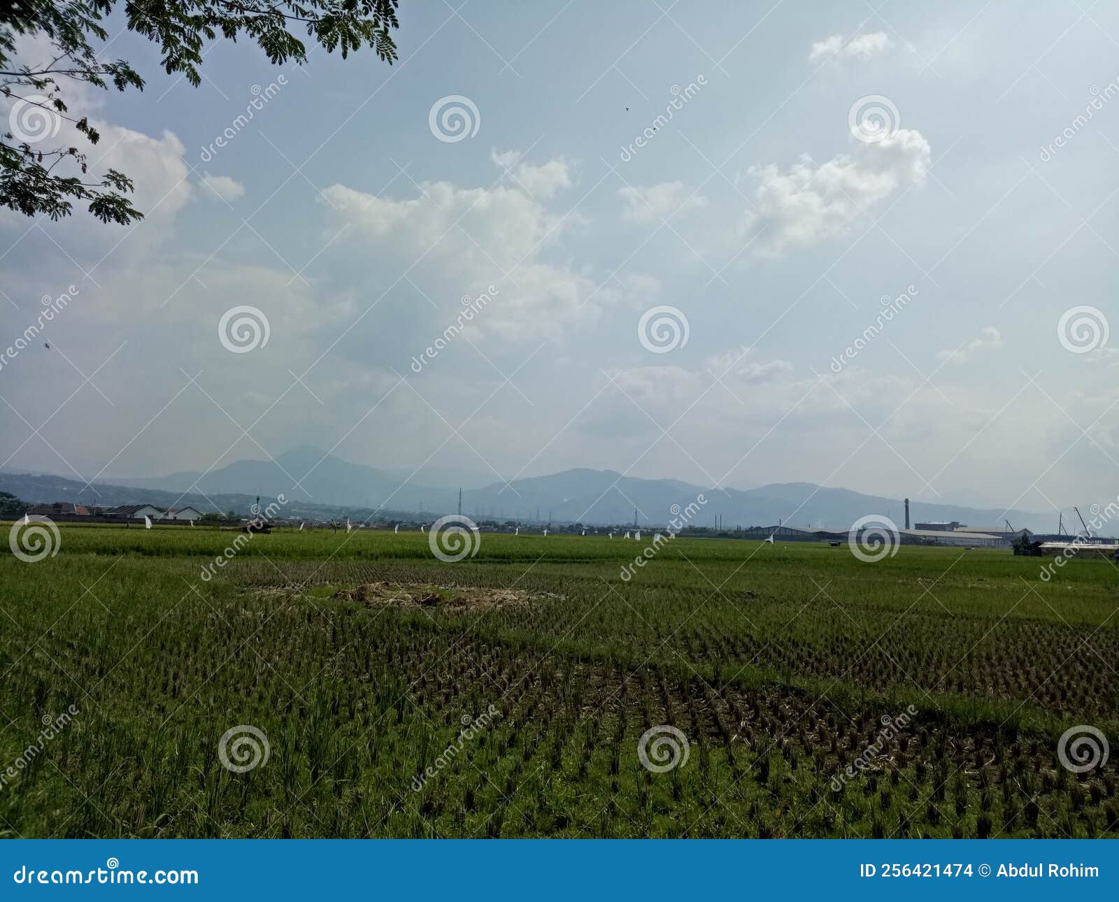 Rice field view stock photo. Image of crop, farm, soil - 256421474