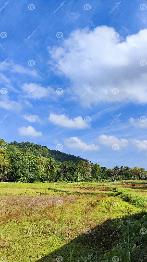 View of Rice Fields in the Morning with Beautiful Clouds Stock Photo ...