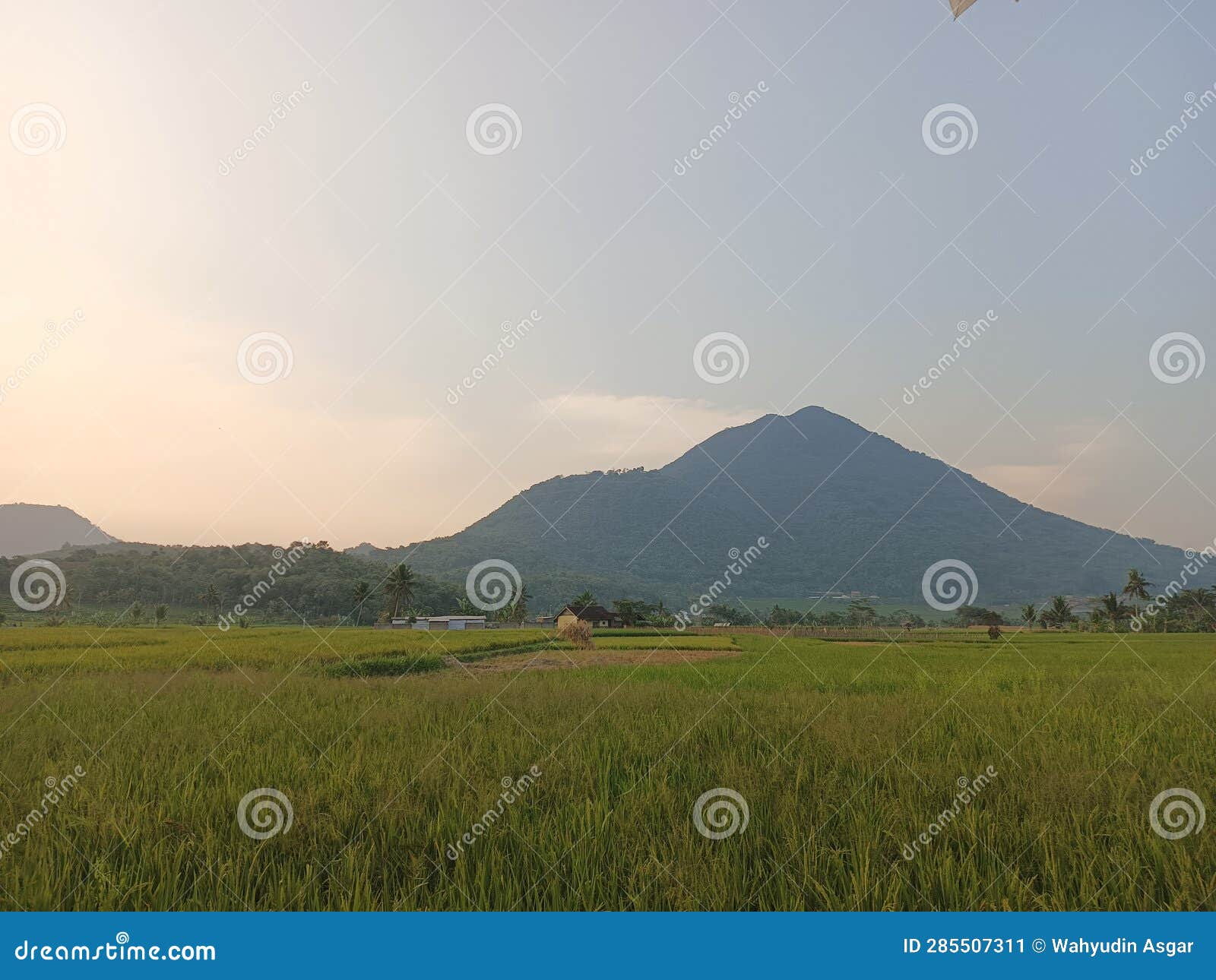View of Rice Fields and Mount Haruman Stock Image - Image of background ...