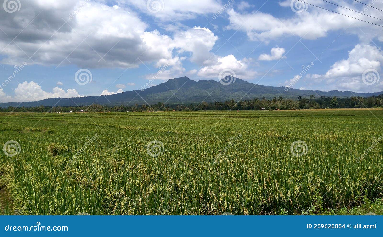 View of Rice Fields and Mountains during the Day Stock Photo - Image of ...