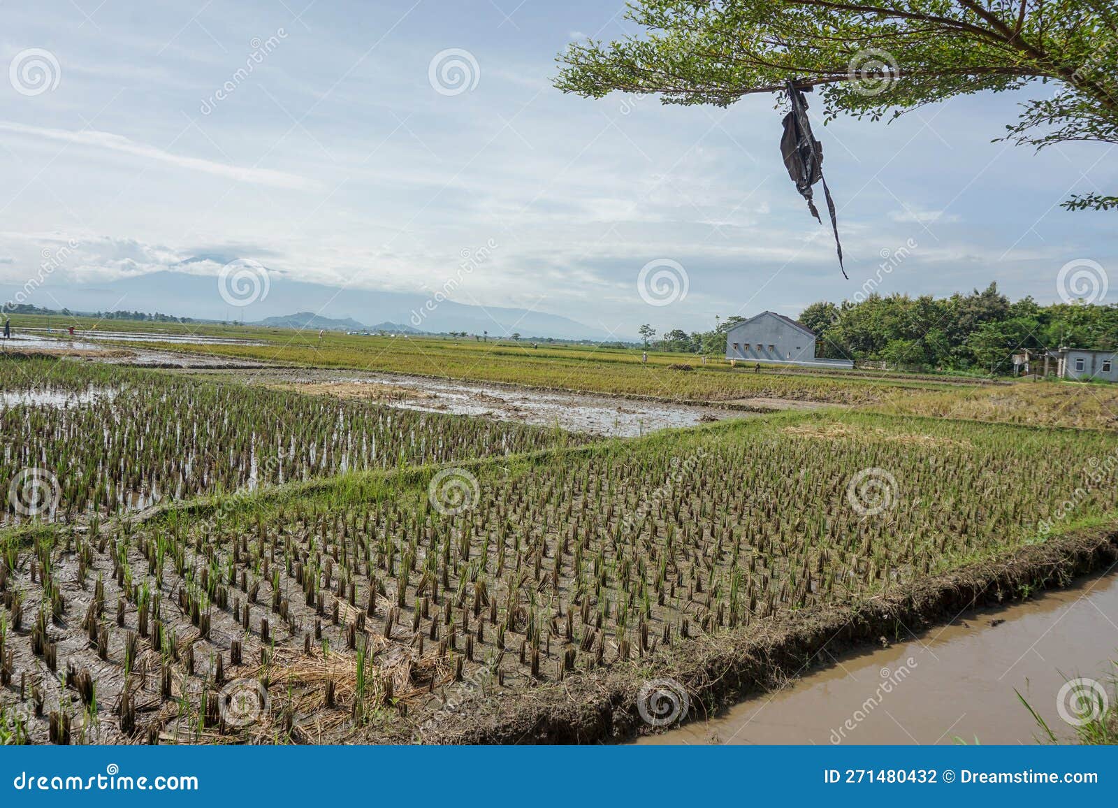 View of Paddy Fields with Newly Planted Rice Plants Stock Photo - Image ...