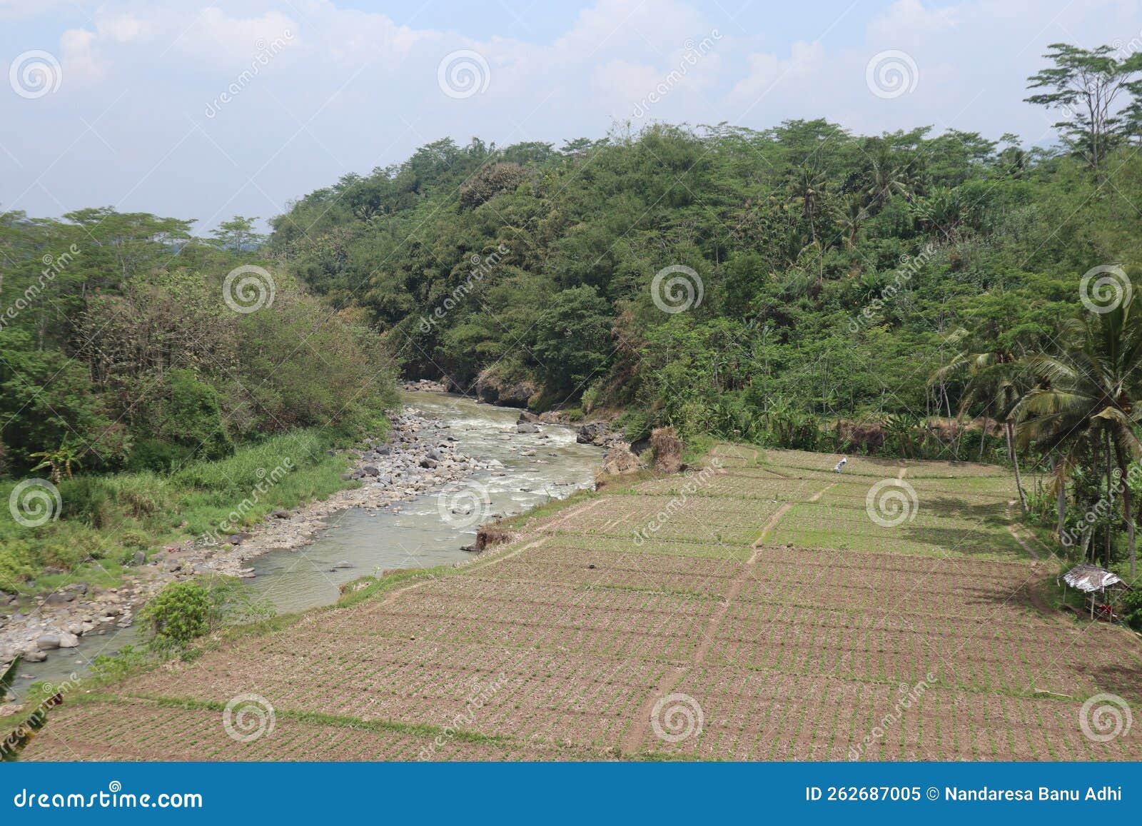 The View between the Rice Fields and the River from the Top of the Hill ...
