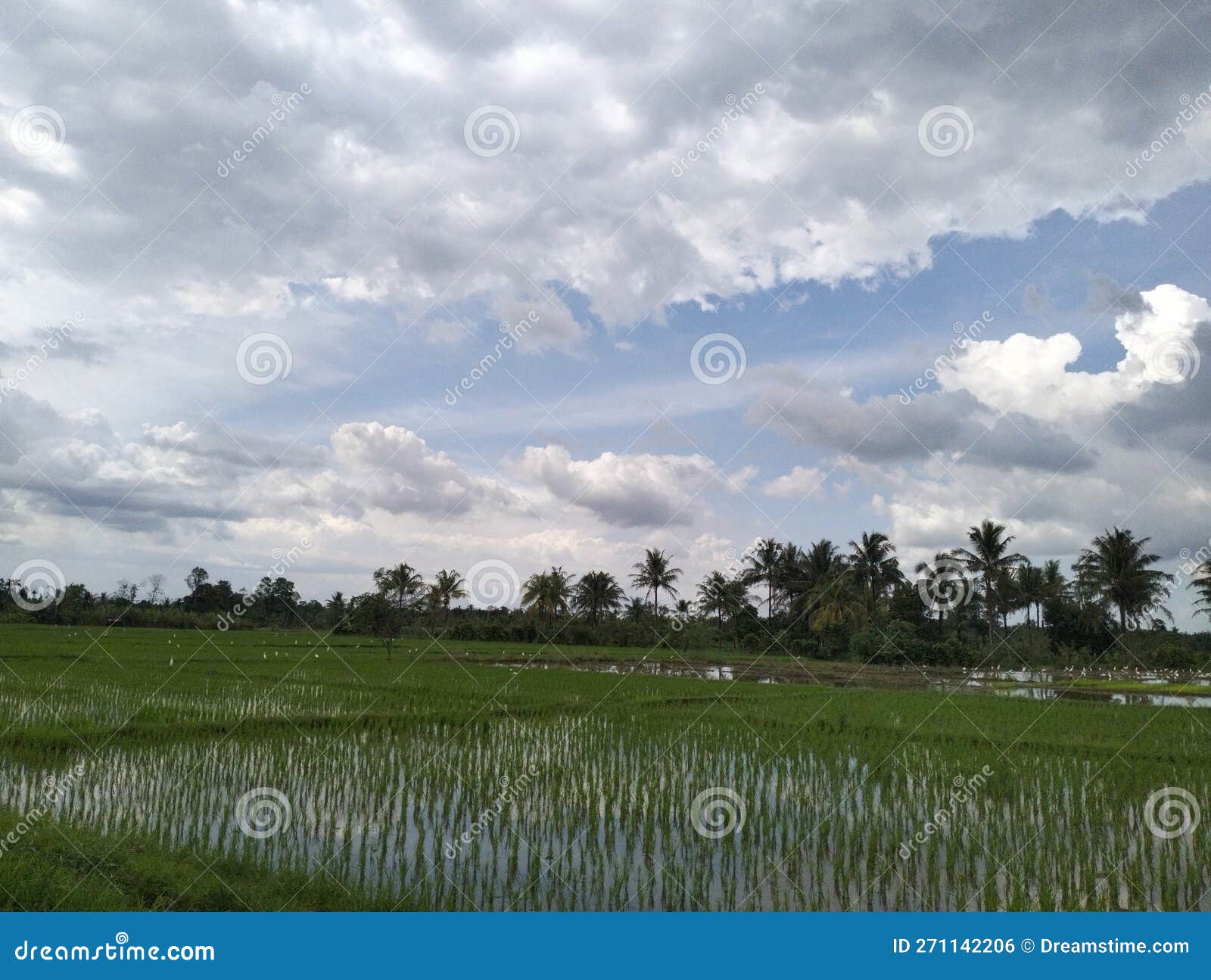 View of Rice Fields and Trees and Clouds Parted Stock Photo - Image of ...