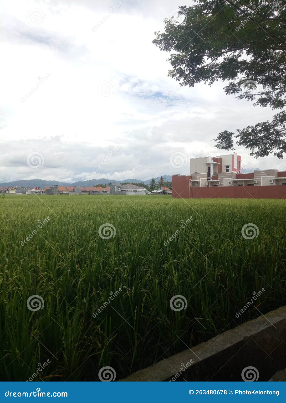 View of Rice Fields in Urban Area Stock Photo - Image of background ...