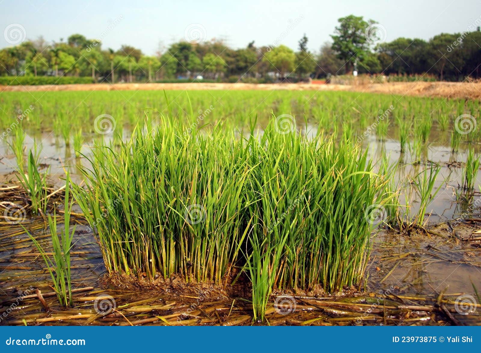 View Of A Rice Paddy Field Royalty Free Stock Photo - Image: 23973875
