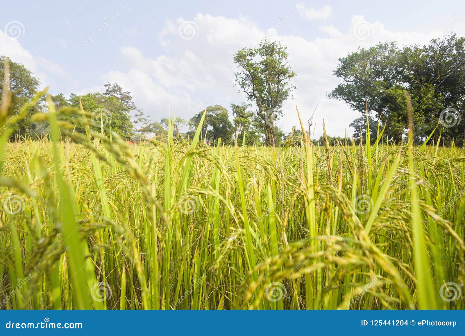 View of Rice Paddy Field, Maharashtra, India Stock Photo - Image of ...