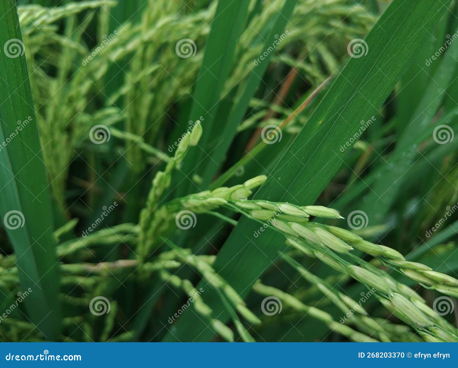 View of Thriving Rice Plants Stock Photo - Image of plantsview, soil ...