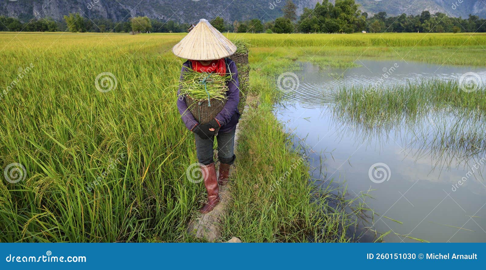 View of Rice Worker ,harvesting in Rice Field Stock Photo - Image of ...