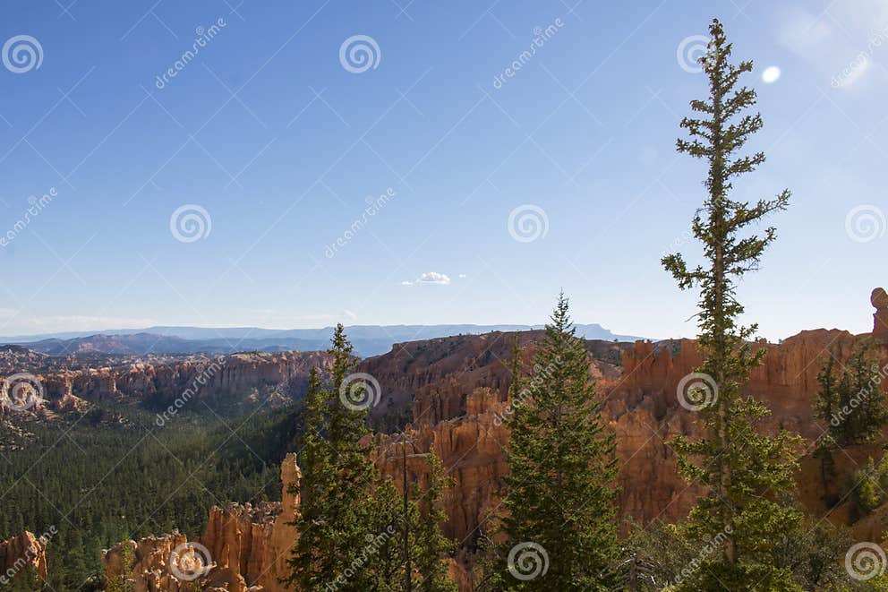 Bryce canyon trees stock image. Image of hill, trail - 291025273