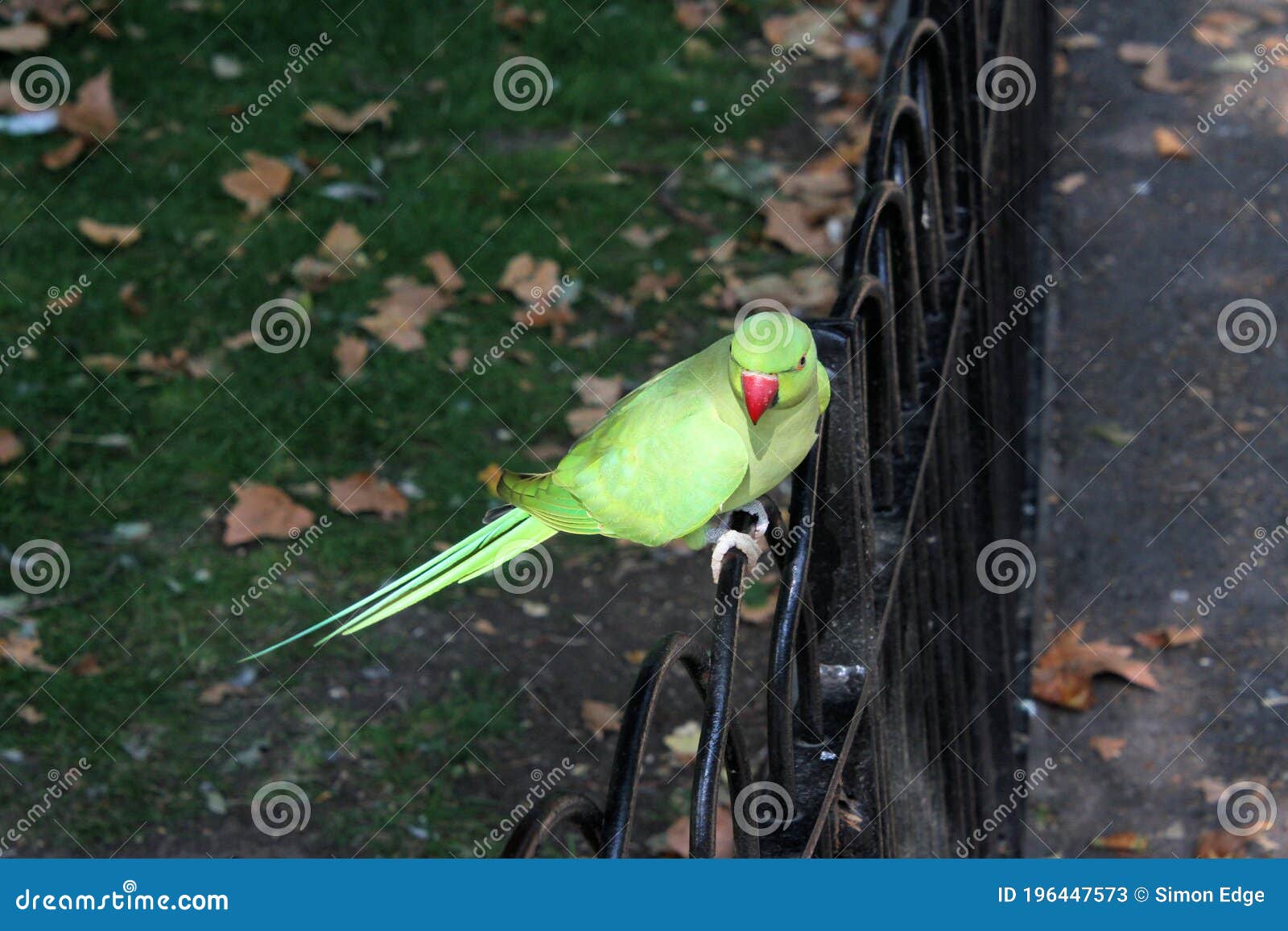 A View of a Ring Necked Parakeet Stock Image - Image of ground, outdoor ...
