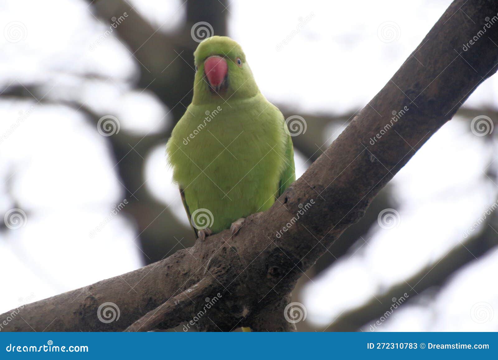 A View of a Ring Necked Parakeet Stock Image - Image of nature, bird ...