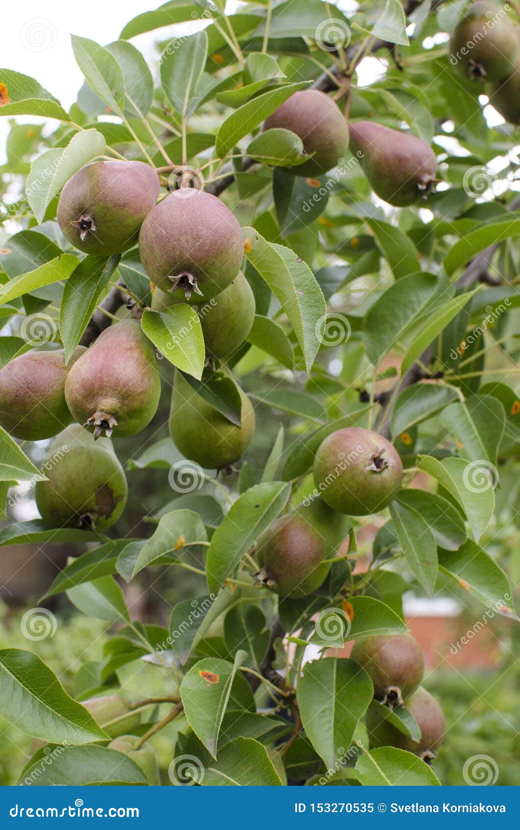 Ripe Pears on the Branches of a Tree Stock Image - Image of natural ...