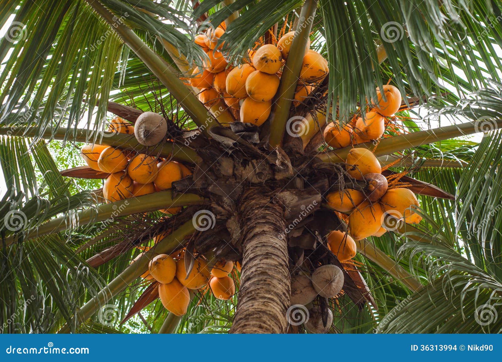 Yellow Coconut On Palm Tree. Golden Malayan Dwarf Palm Tree. Golden ...