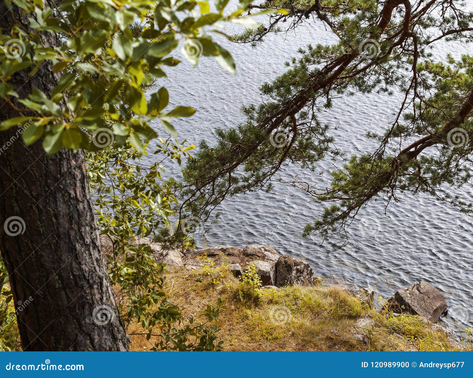 View of the River from Behind the Trees Stock Photo - Image of forest ...