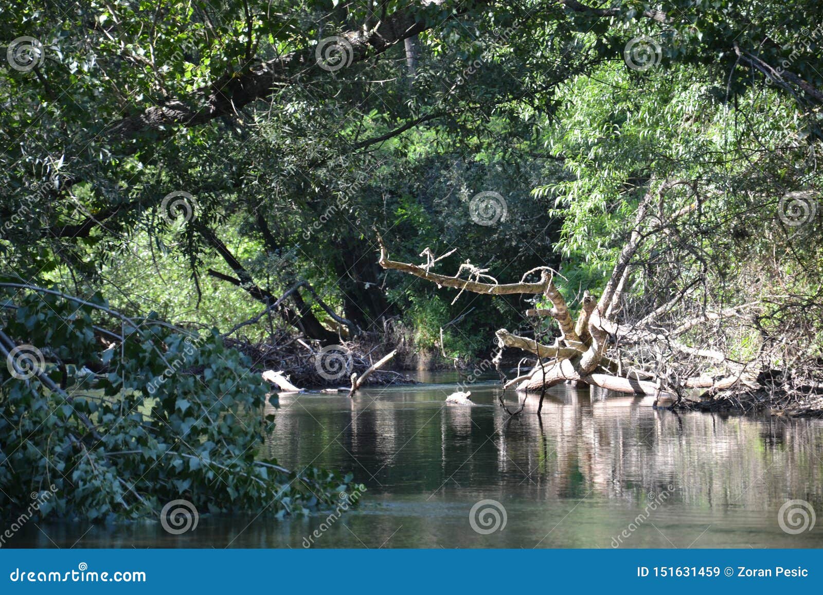 View from the river bush stock image. Image of bush - 151631459