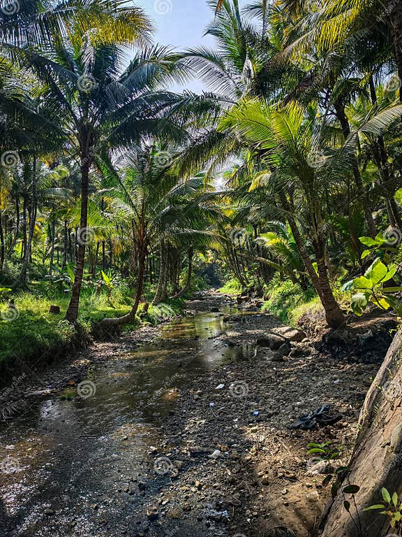 View of the River with Coconut Trees Side by Side Editorial Stock Image ...