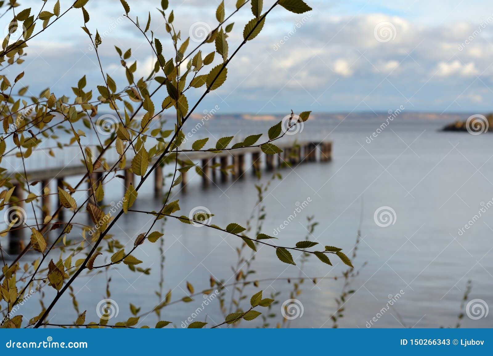 View on the River through Elm Twigs with Leaves Stock Image - Image of ...