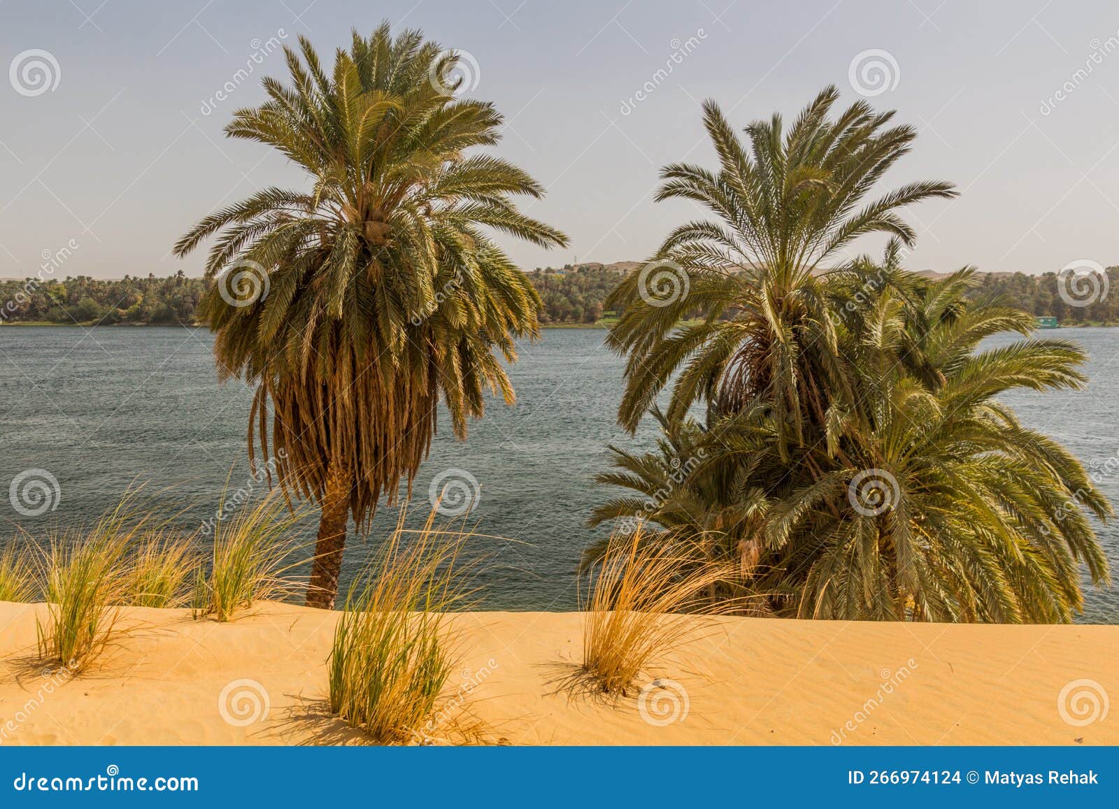 View of the River Nile, Egy Stock Photo - Image of nile, nature: 266974124