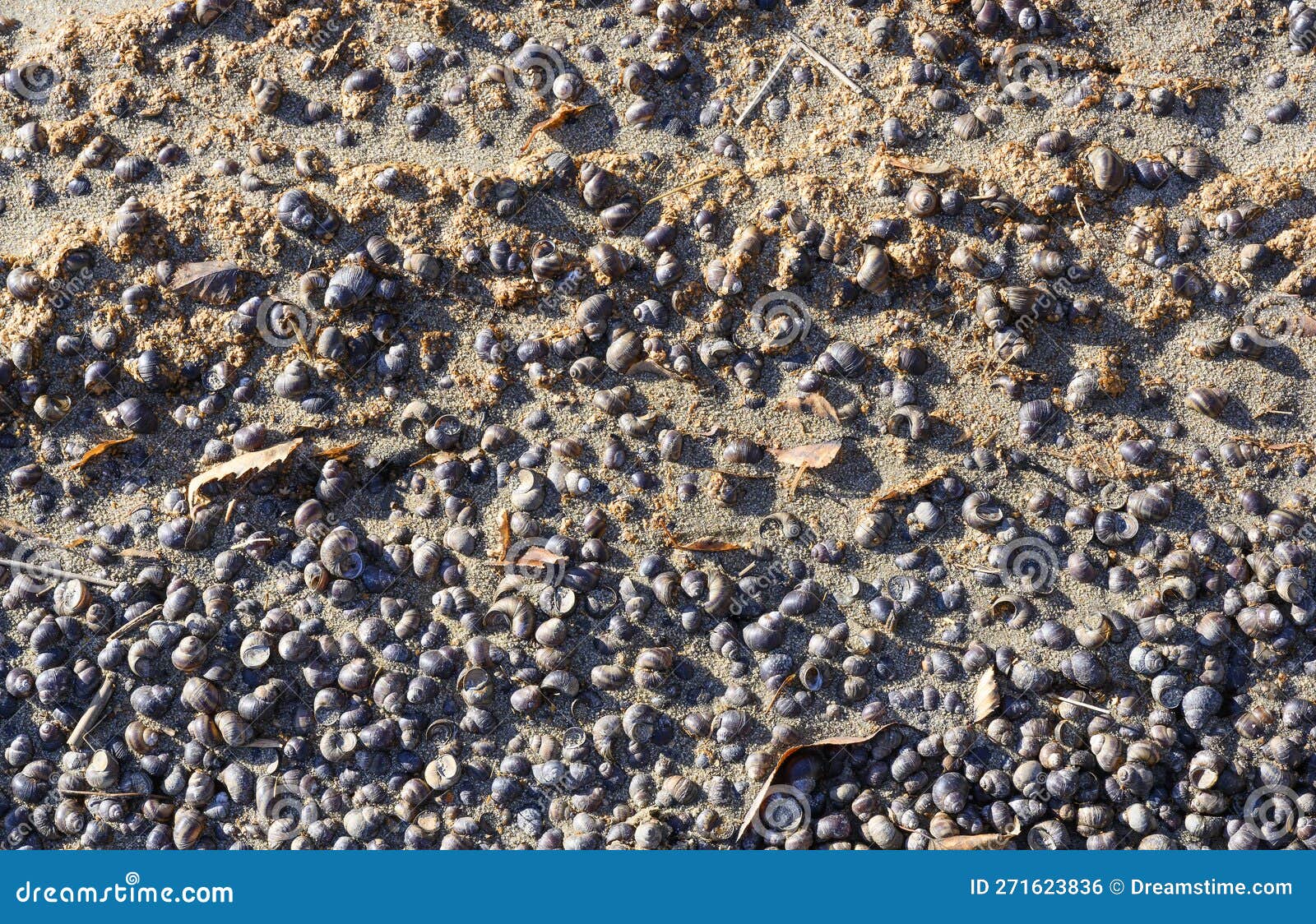 Top View of the River Sand Dotted with a Bunch of Shells Stock Photo ...