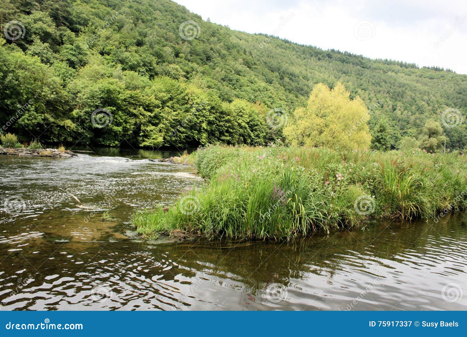 View on the River Semois, Belgian Ardennes Stock Image - Image of ...