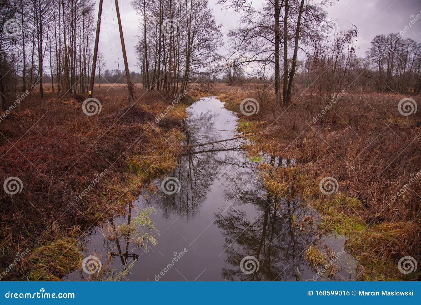 View of the River during Snowless Winter Stock Photo - Image of forest ...