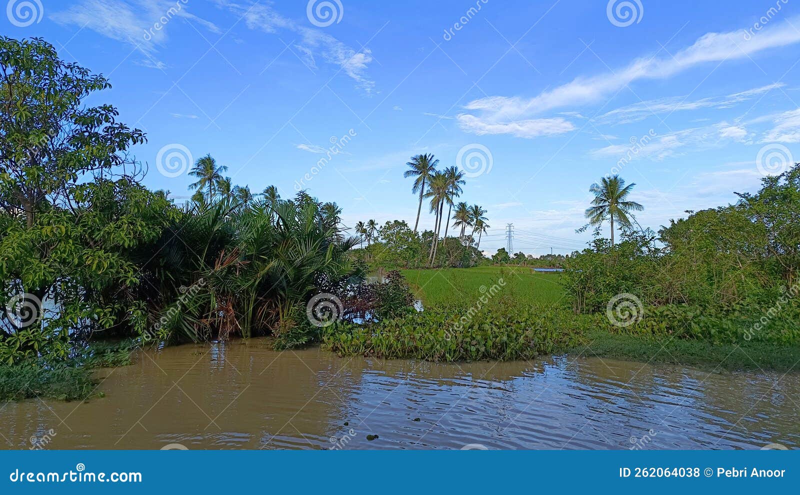 The View on the River of the Swamp Area and Rice Fields Stock Photo ...