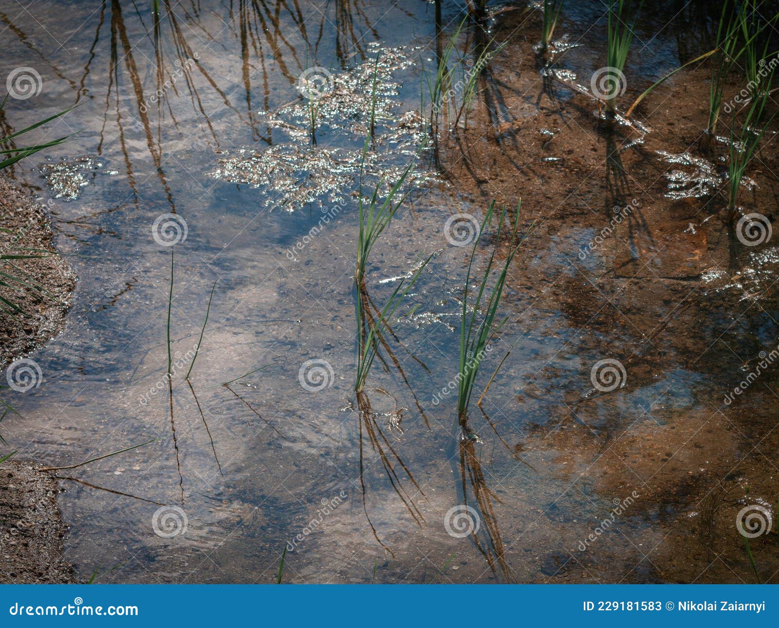 View of the River, Swamp. River in Tha Park Stock Image - Image of ...