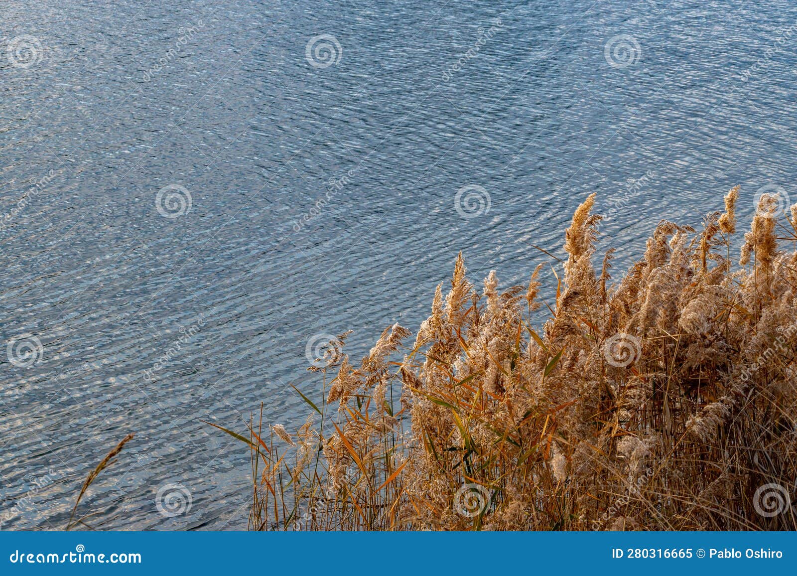 View of Riverside with Some Plants Stock Image - Image of summer ...