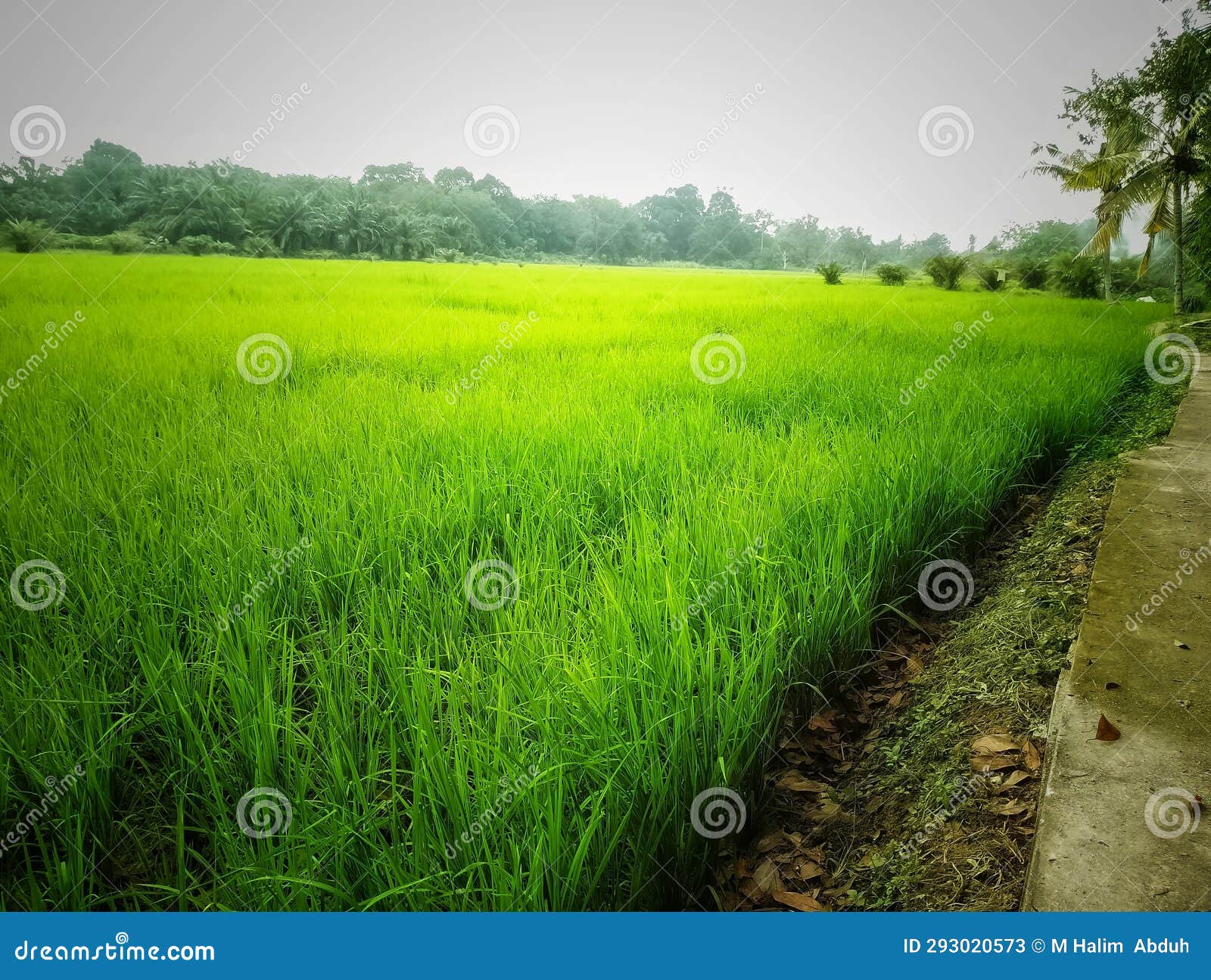 Animated Cartoon Cloud Shape with Rain Stock Image - Image of meadow ...