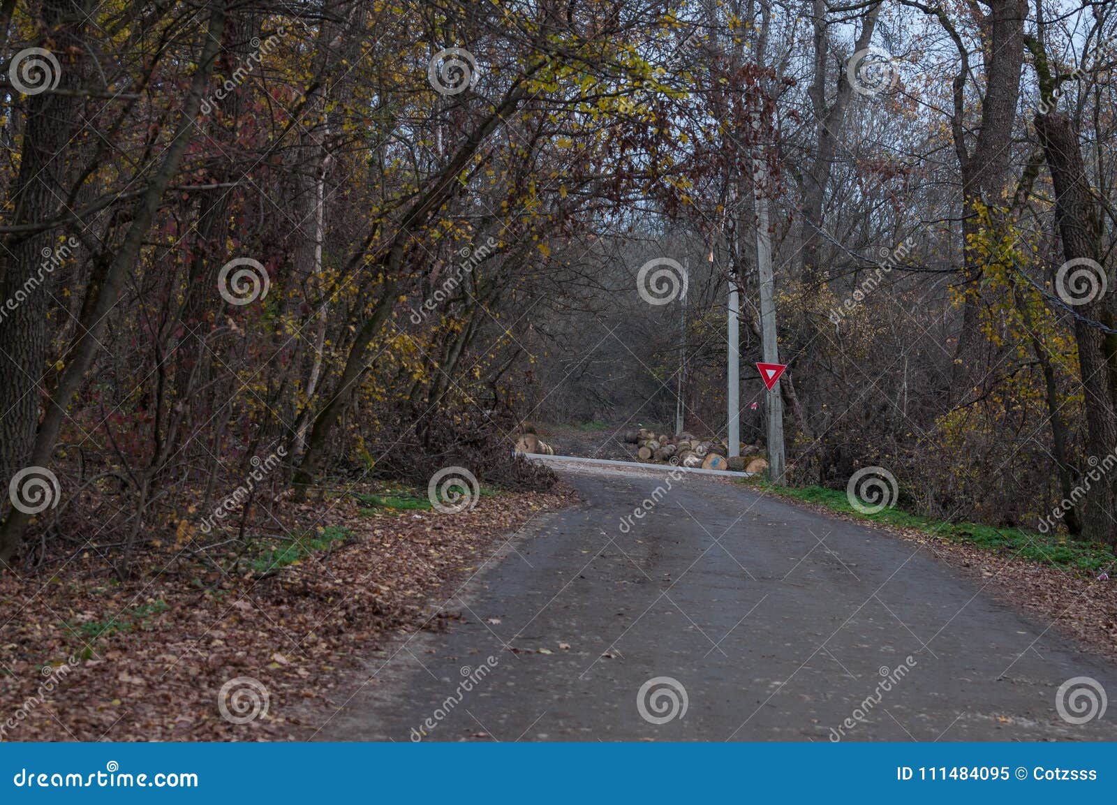 Getting Out of the Forest during Autumn Stock Image - Image of forest ...