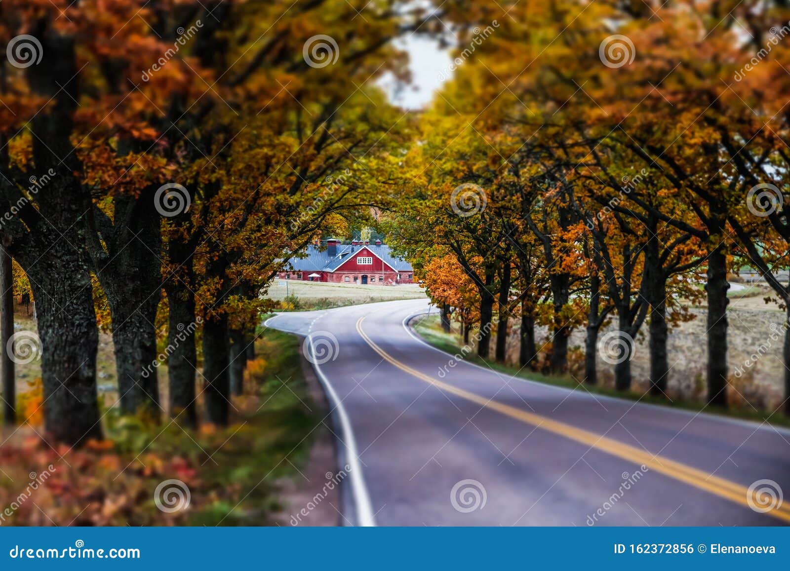View of Road with Oak Trees Alley at Autumn Stock Photo - Image of ...