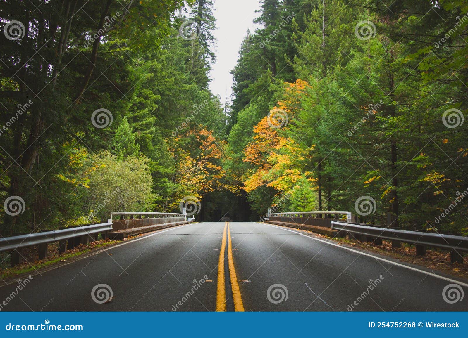 View of Road Surrounded by Dense Trees Stock Photo - Image of summer ...