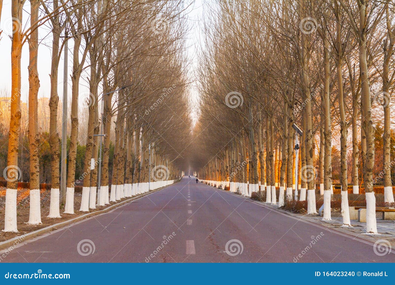 View of Road with Trees on the Side in Fall Stock Photo - Image of ...