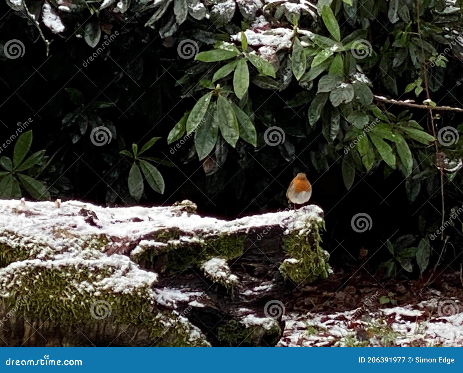 A view of a Robin stock image. Image of redbreast, view - 206391977