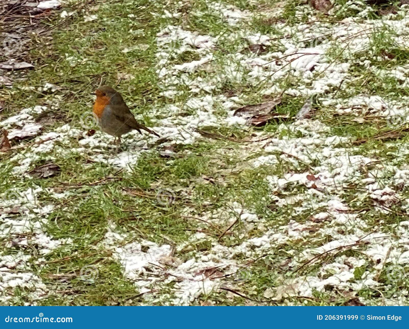 A view of a Robin stock image. Image of birds, robin - 206391999