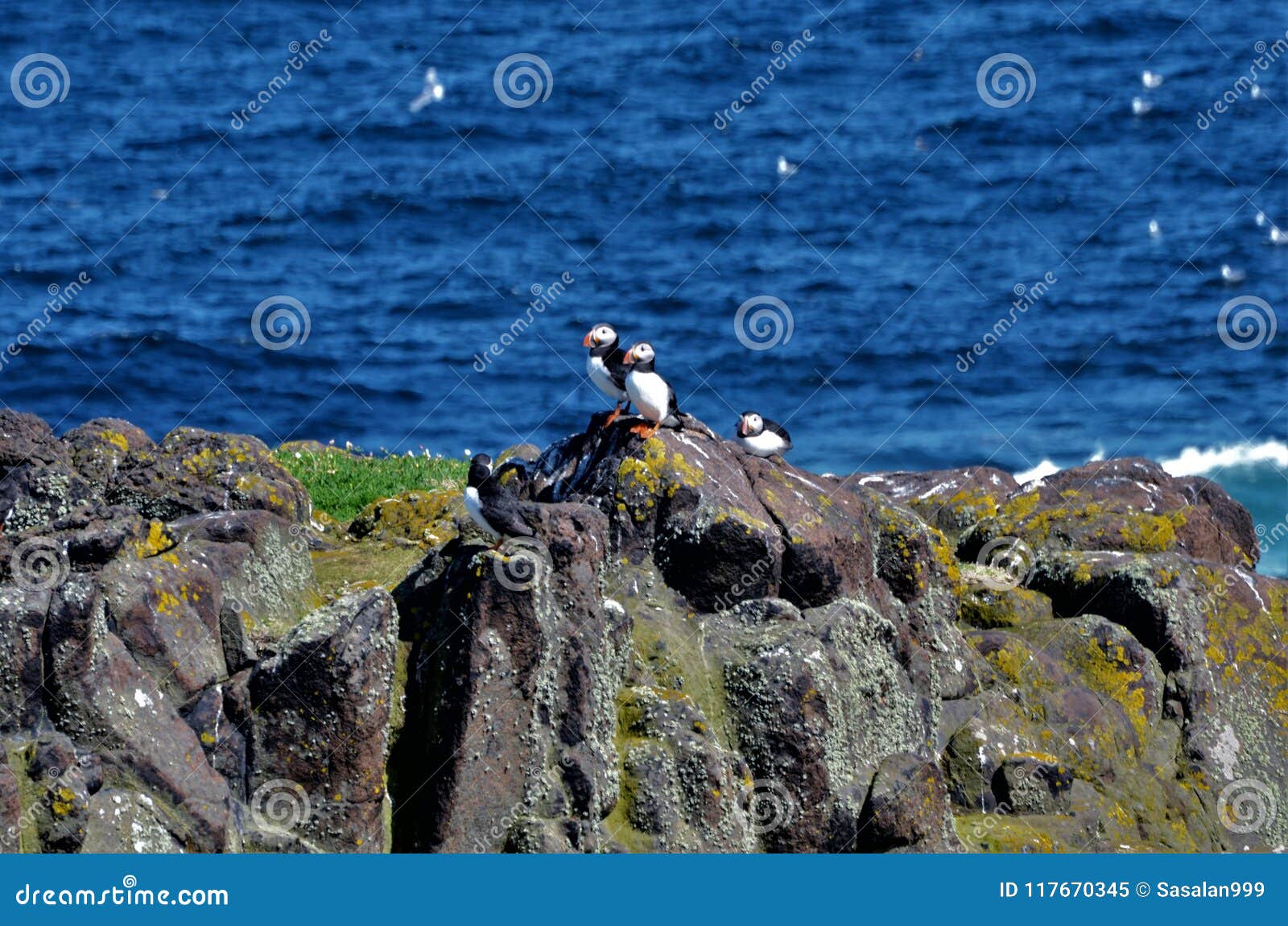 Puffins on Rocks stock image. Image of firth, colourful - 117670345
