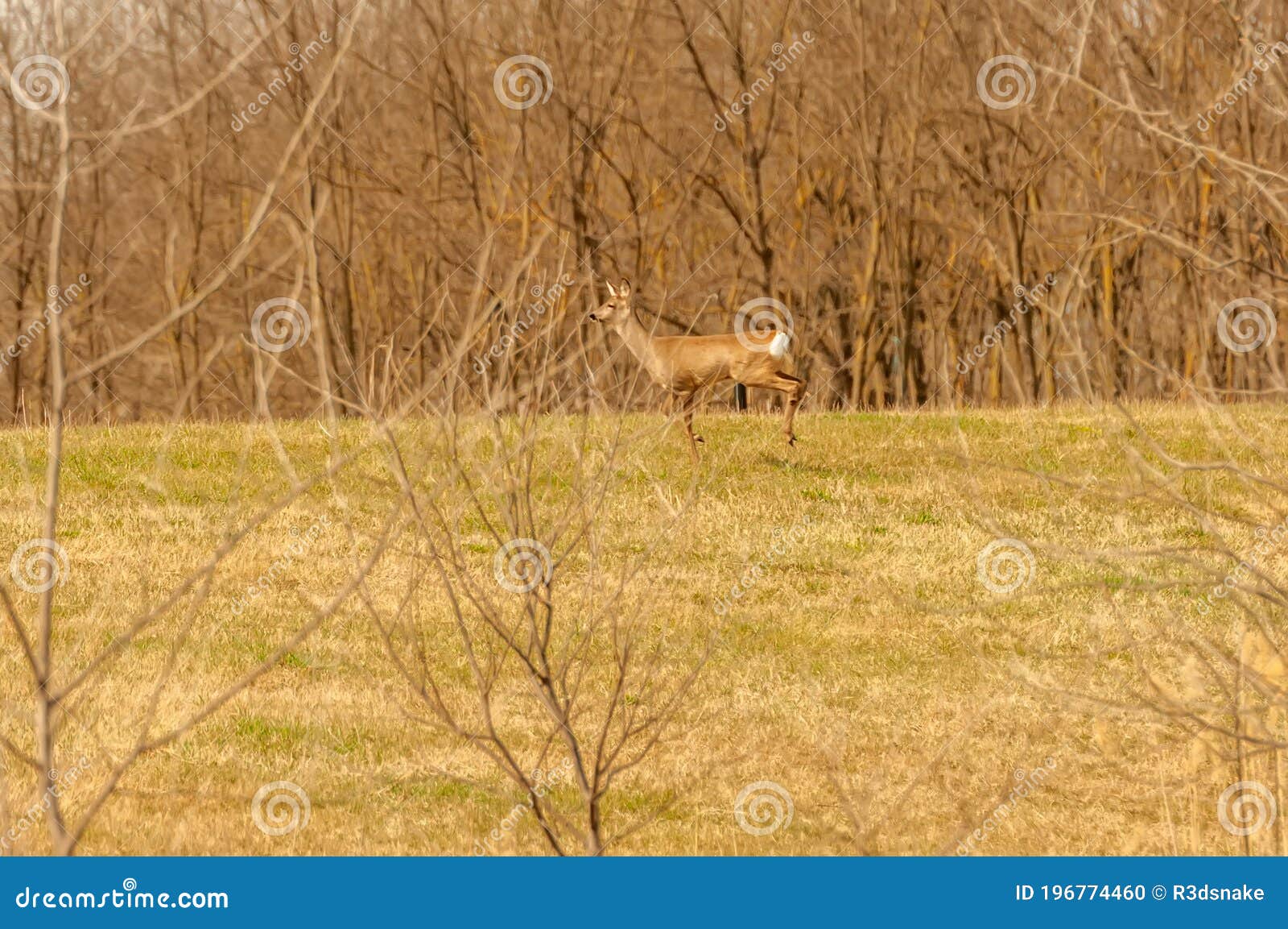 View on a Roe Deer on a Field Stock Photo - Image of horizontal, animal ...