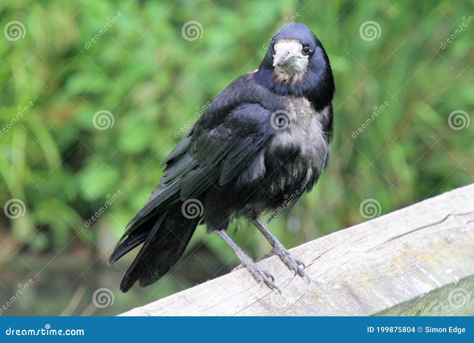 A view of a Rook stock photo. Image of avocet, headed - 199875804