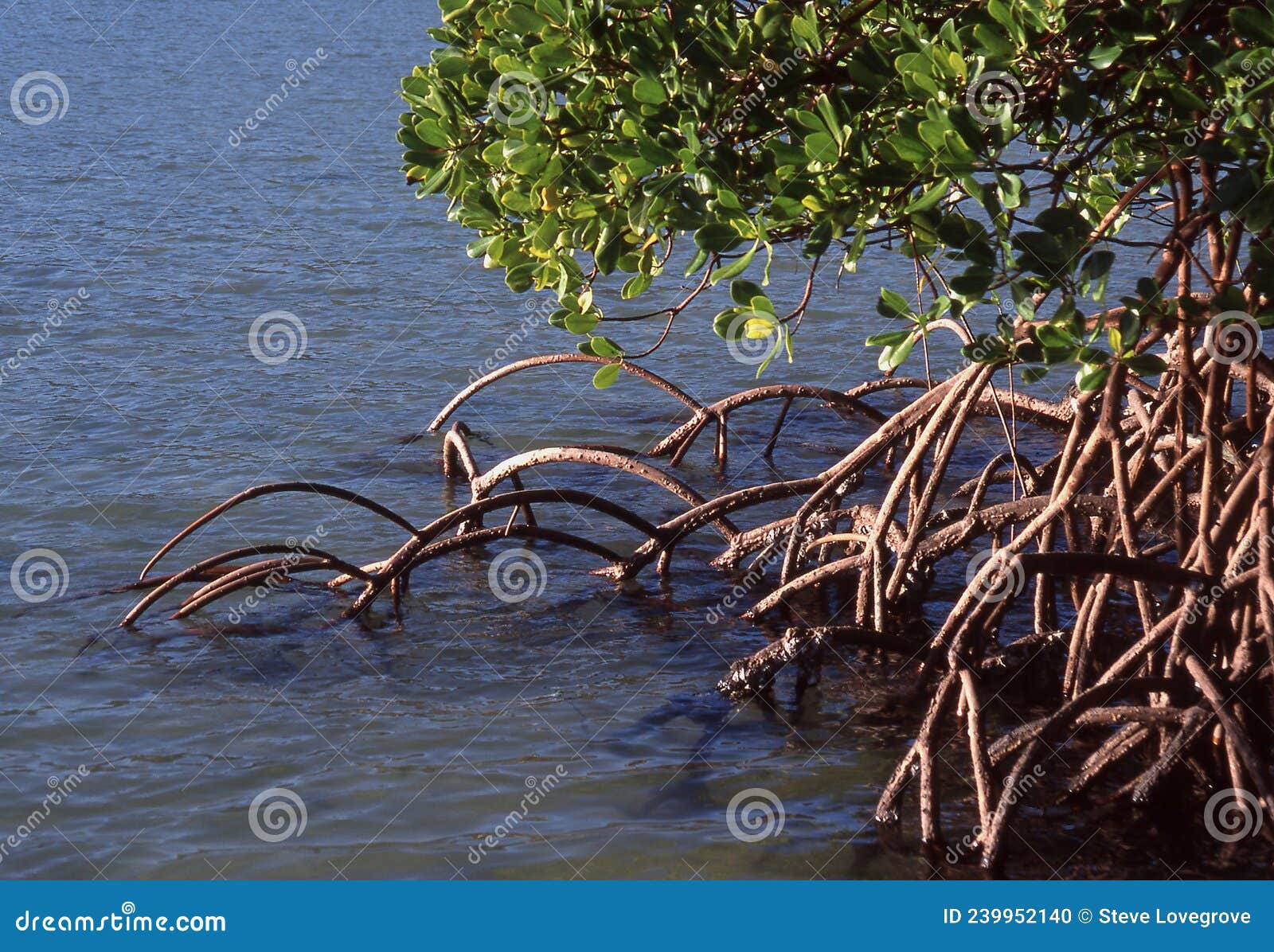 View of the Root System of Mangrove Plants Stock Photo - Image of flora ...