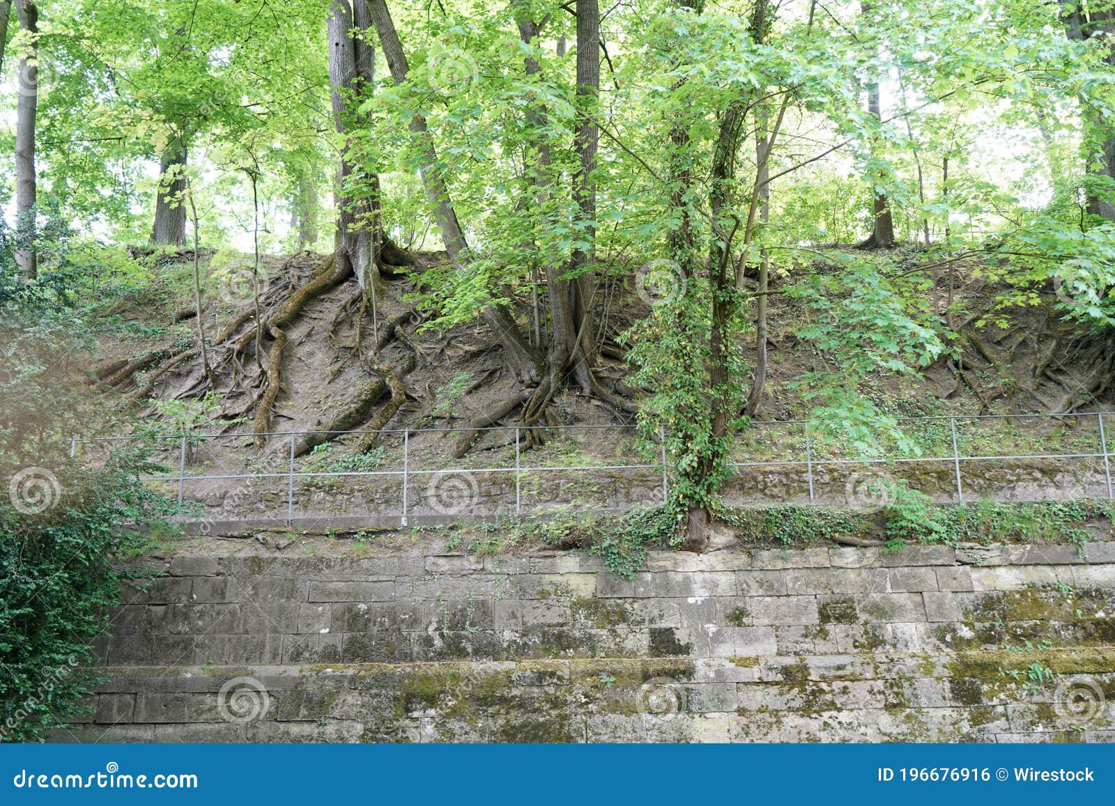 View of Roots Revealed of Trees on the Side a Cliff Stock Photo - Image ...