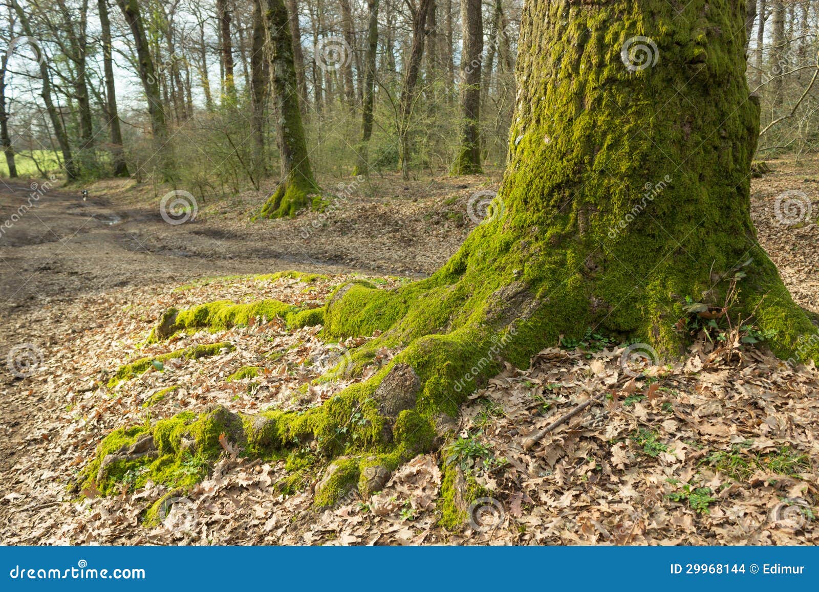 Tree foot stock photo. Image of autumn, park, natural - 29968144
