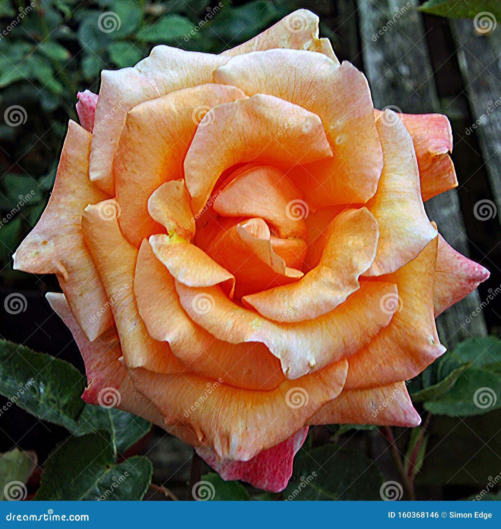A View of a Rose in My Garden Stock Photo - Image of pink, flower ...