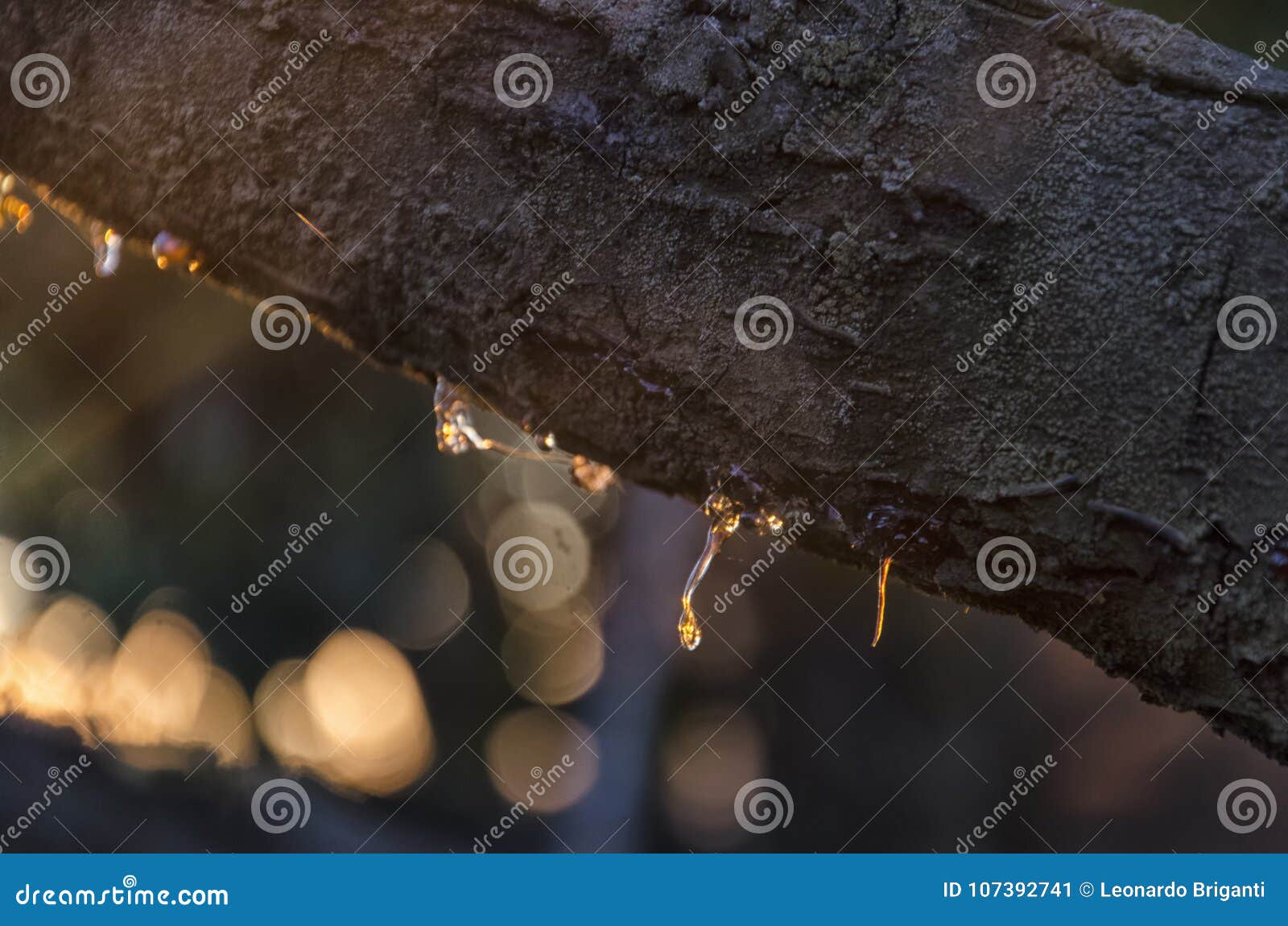 Rosin of a tree branch stock image. Image of wood, rosin - 107392741