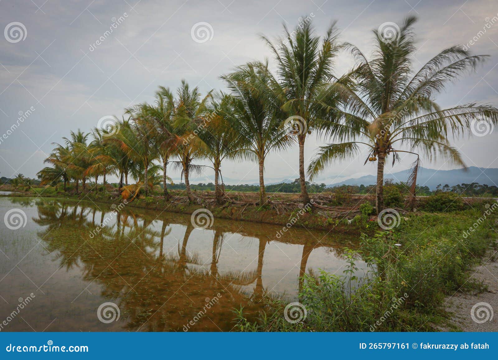 View of a Row of Coconut Trees on the Edge of the Bend Editorial Photo ...