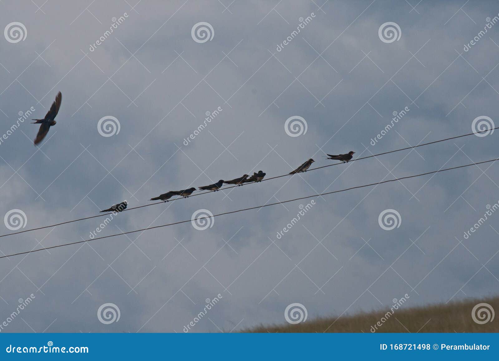 A ROW of BIRDS PERCHED on a CABLE with ONE APPROACING Stock Photo ...
