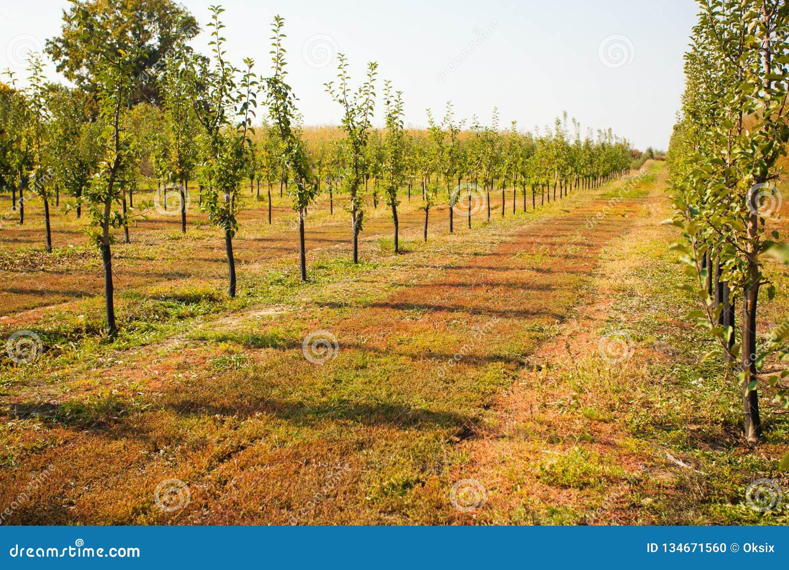 View of the Rows of Apple Trees Stock Photo - Image of grass, apple ...