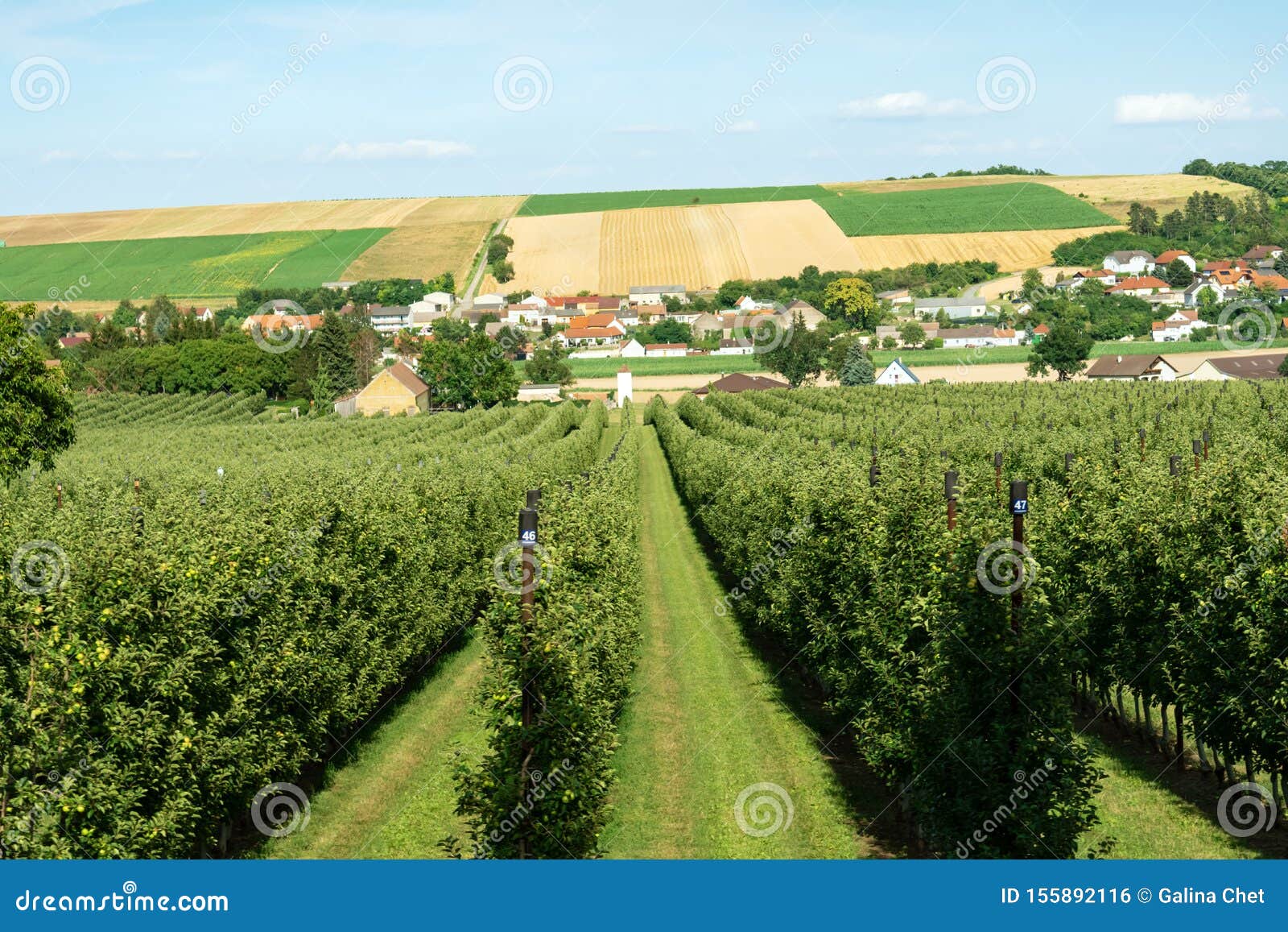 View Of Rows Of Fruit Trees And Fields With Different Agricultural ...