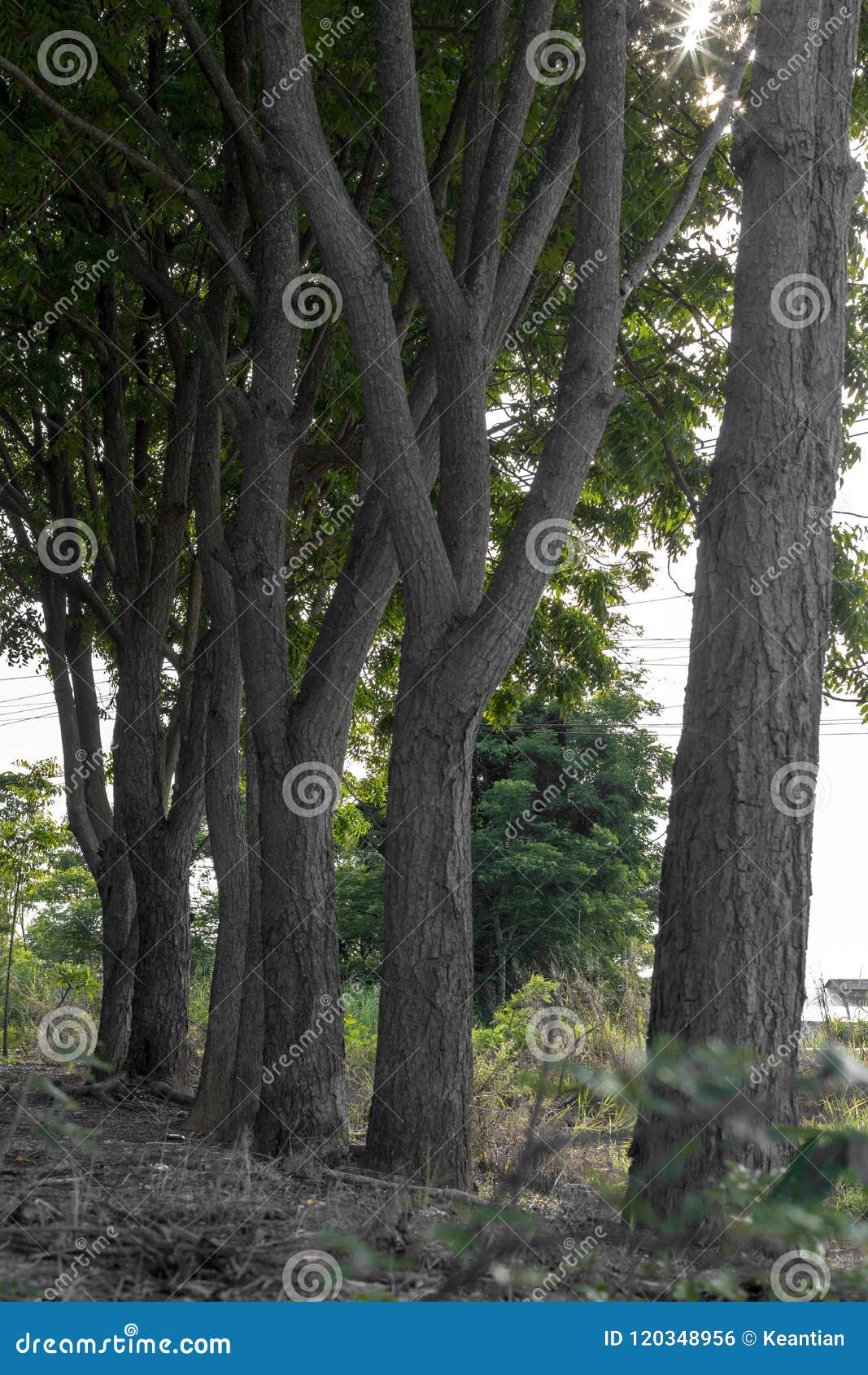 View of Rows of Neem Stems. Stock Photo - Image of green, brown: 120348956